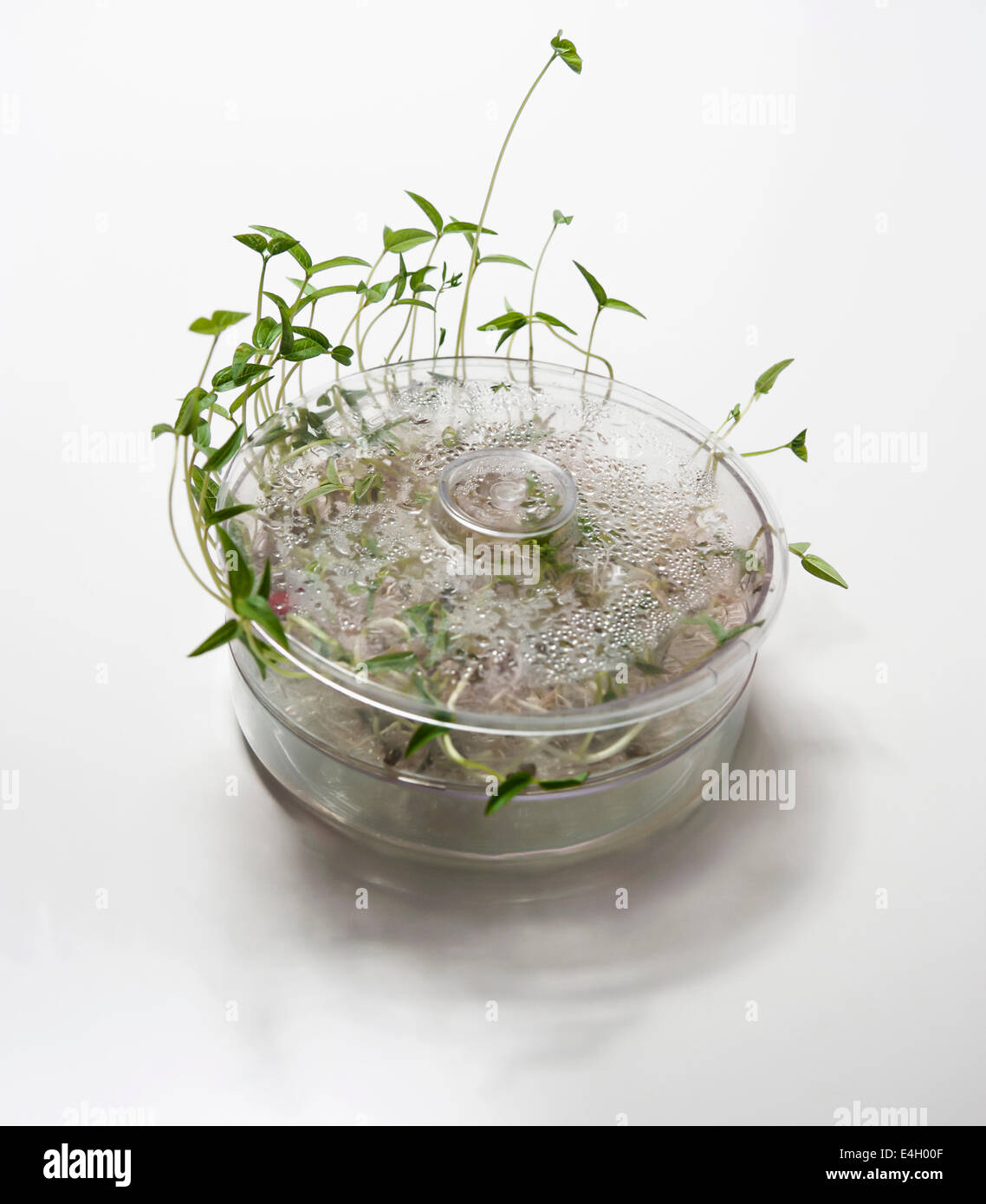 Vigna radiata hi-res stock photography and images - Alamy