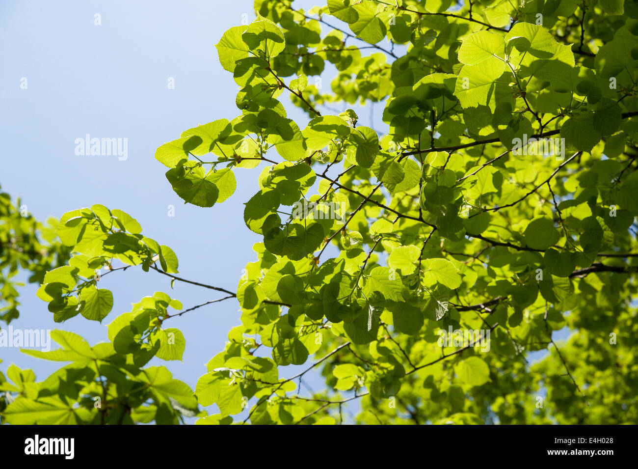 Linden, Lime tree, Tilia x europaea Stock Photo - Alamy