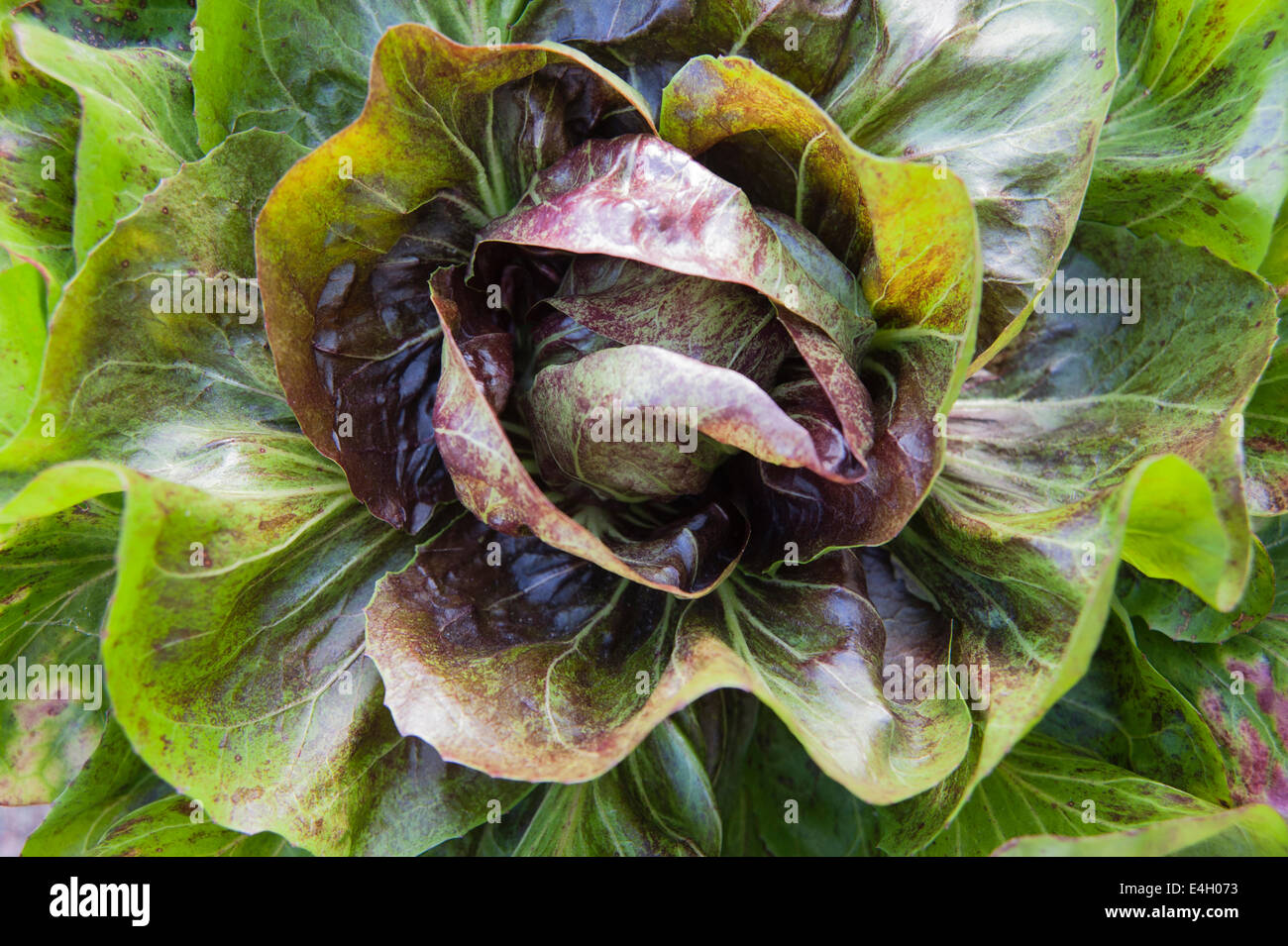 Cichorium intybus variegata di chioggia hi-res stock photography and ...