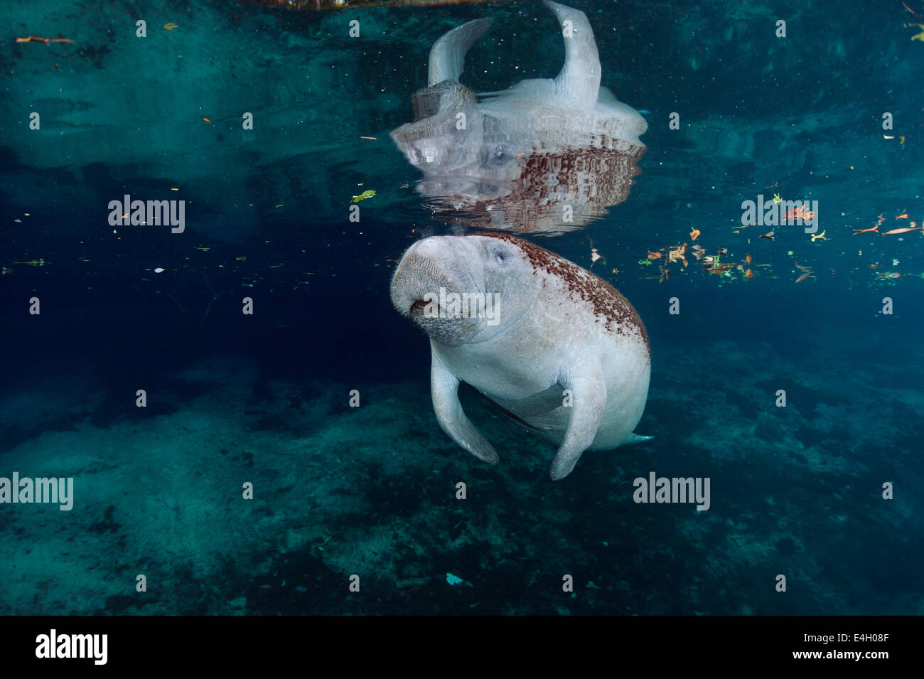 Endangered florida manatee three hi-res stock photography and images ...