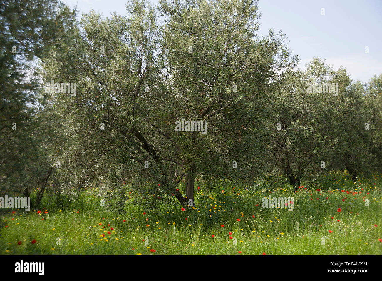 Big olive tree hi-res stock photography and images - Alamy