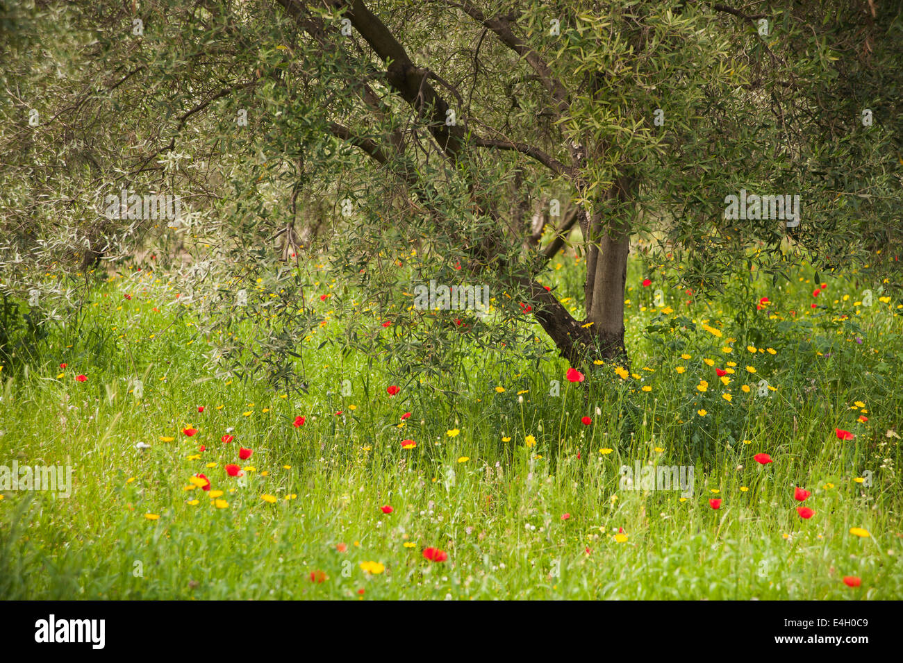 Wild olive tree hi-res stock photography and images - Alamy