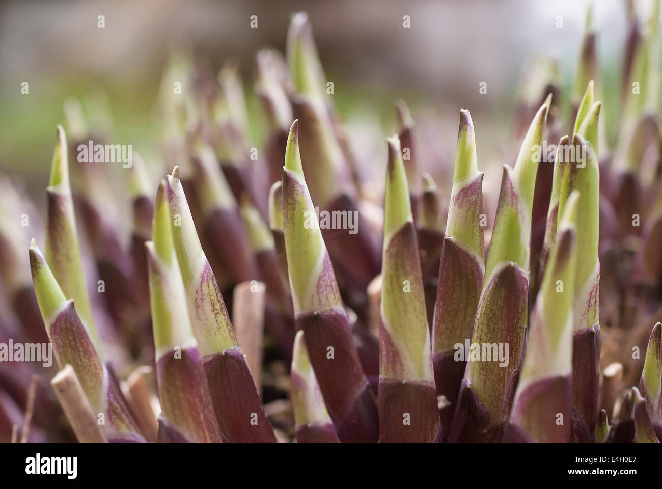 Hosta stem hi-res stock photography and images - Alamy