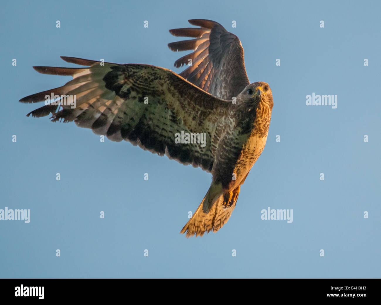 Common buzzard in the setting sun Stock Photo - Alamy