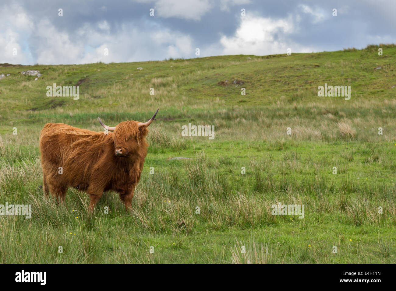 Highland cattle outer hebrides hi-res stock photography and images - Alamy