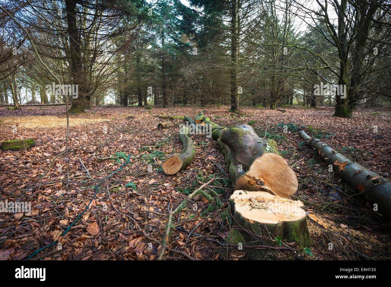 Managing forest hi-res stock photography and images - Alamy