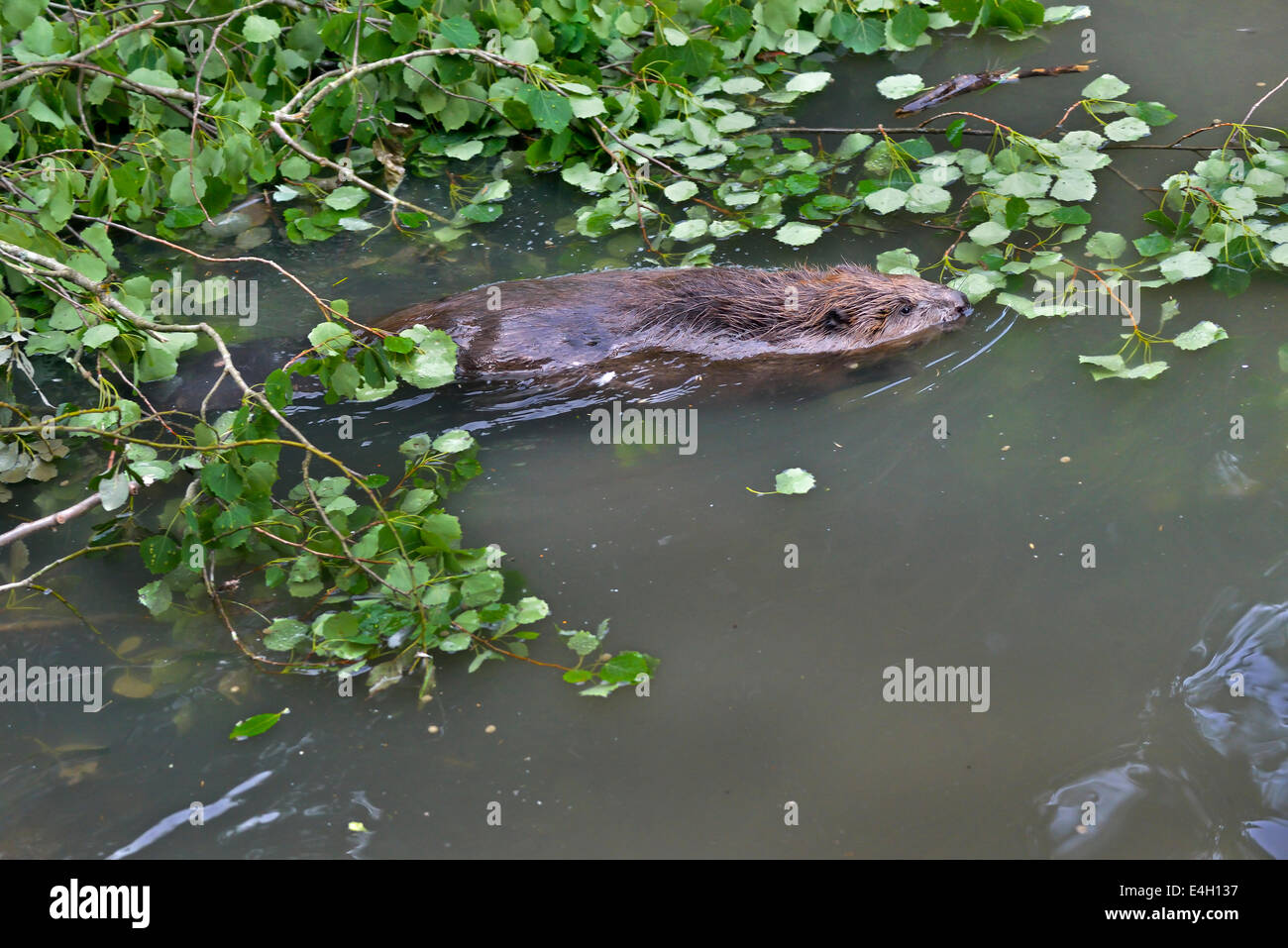 Germany, Bayerischer Wald NP, Beaver, Castor canadensis Stock Photo - Alamy