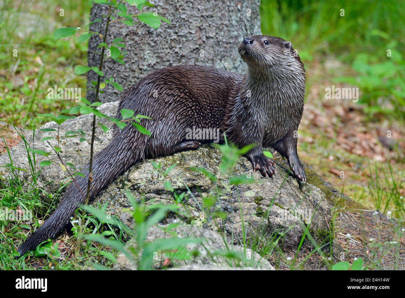 Germany, Bayerischer Wald NP, European Otter, Lutra lutra Stock Photo ...