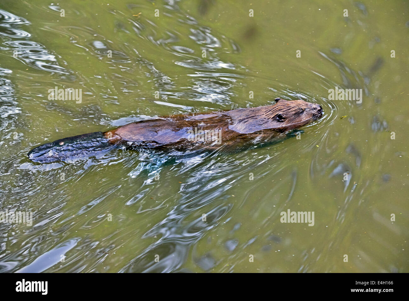 Germany, Bayerischer Wald NP, Beaver, Castor canadensis Stock Photo - Alamy