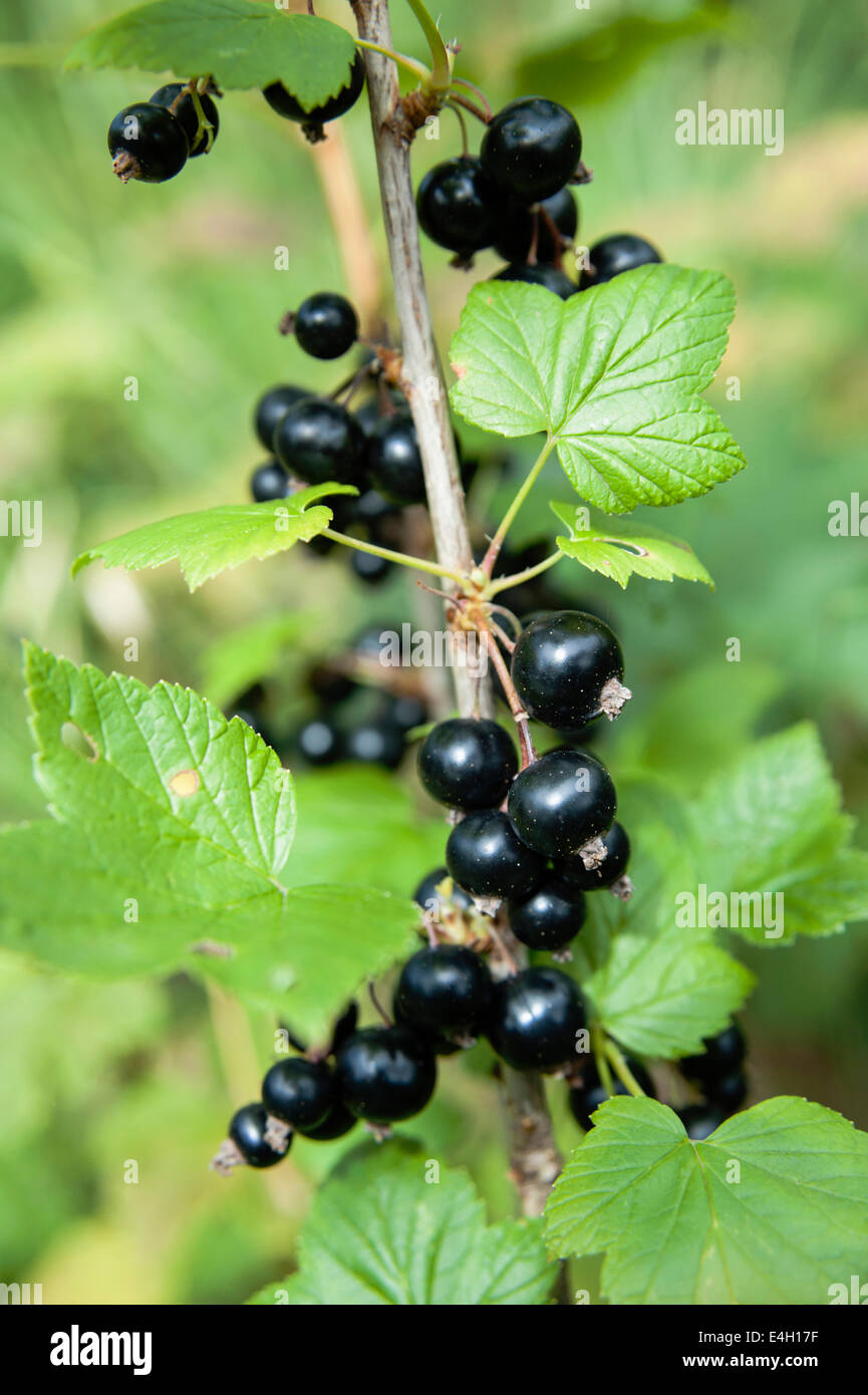 Blackcurrant with leaves hi-res stock photography and images - Alamy