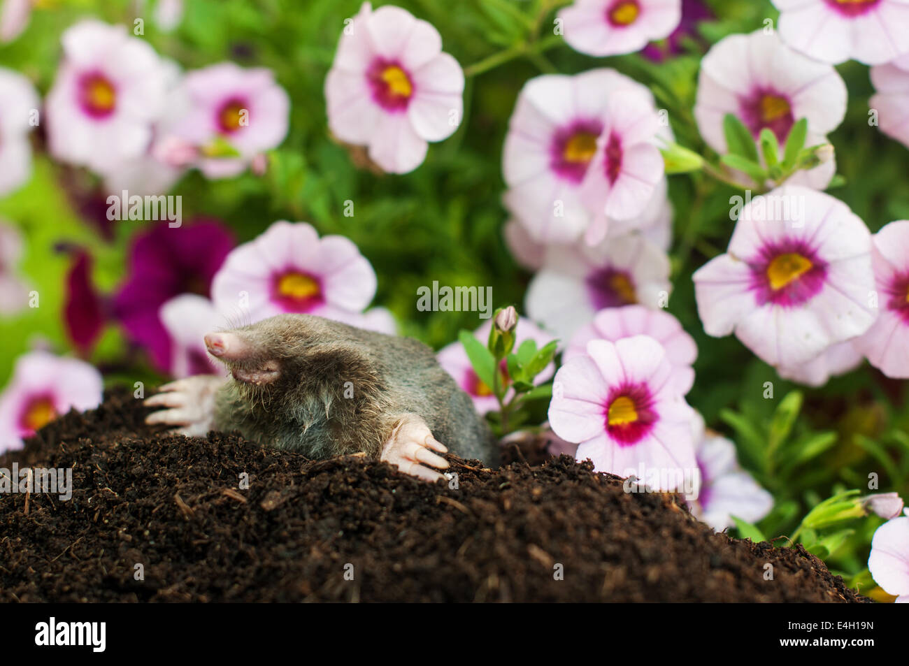 Mole plant hi-res stock photography and images - Alamy