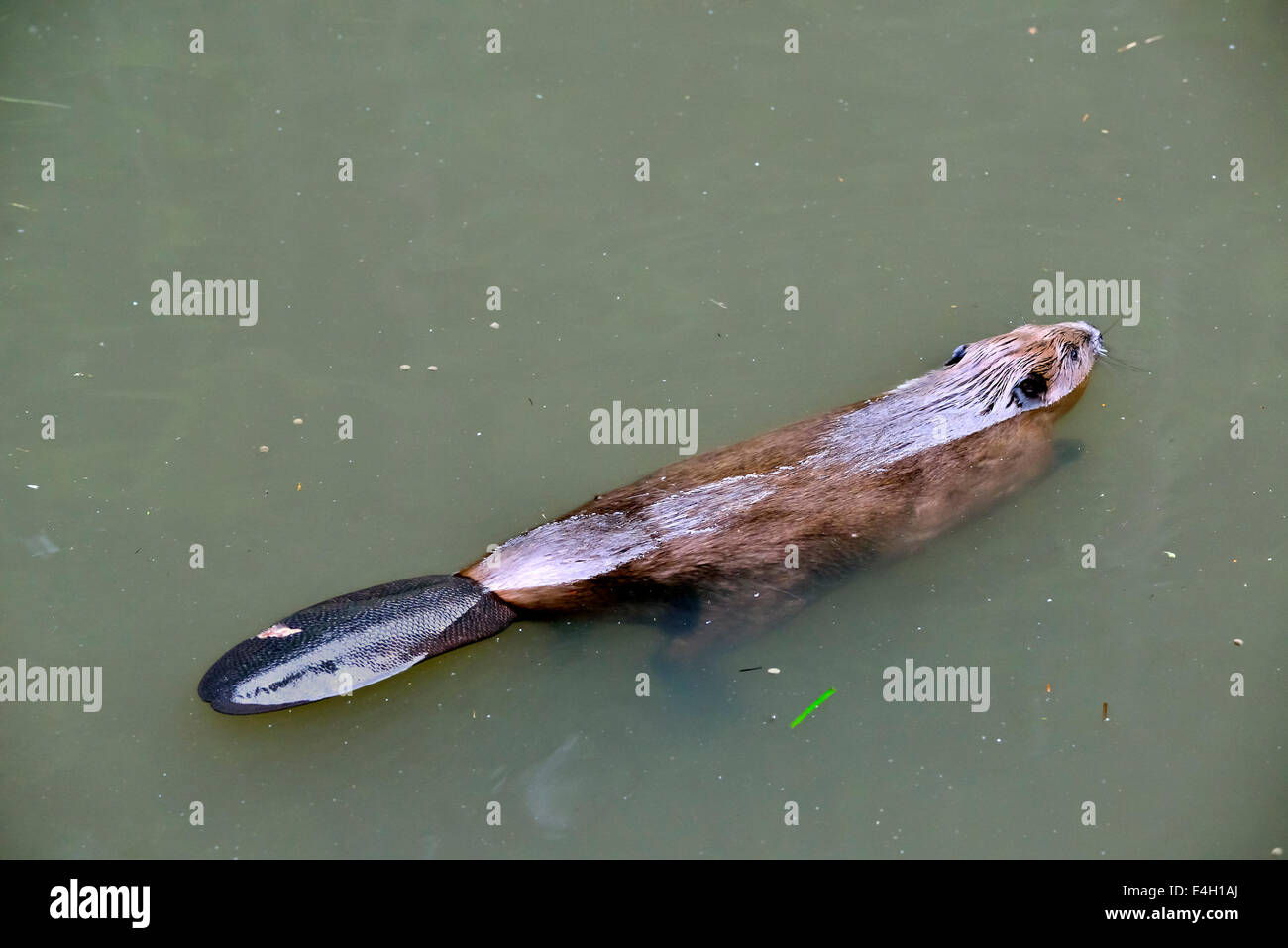 Germany, Bayerischer Wald NP, Beaver, Castor canadensis Stock Photo - Alamy