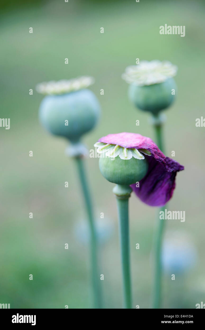 Poppy, Opium poppy, Papaver somniferum Stock Photo - Alamy