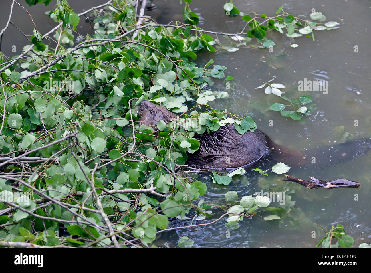 Germany, Bayerischer Wald NP, Beaver, Castor canadensis Stock Photo - Alamy