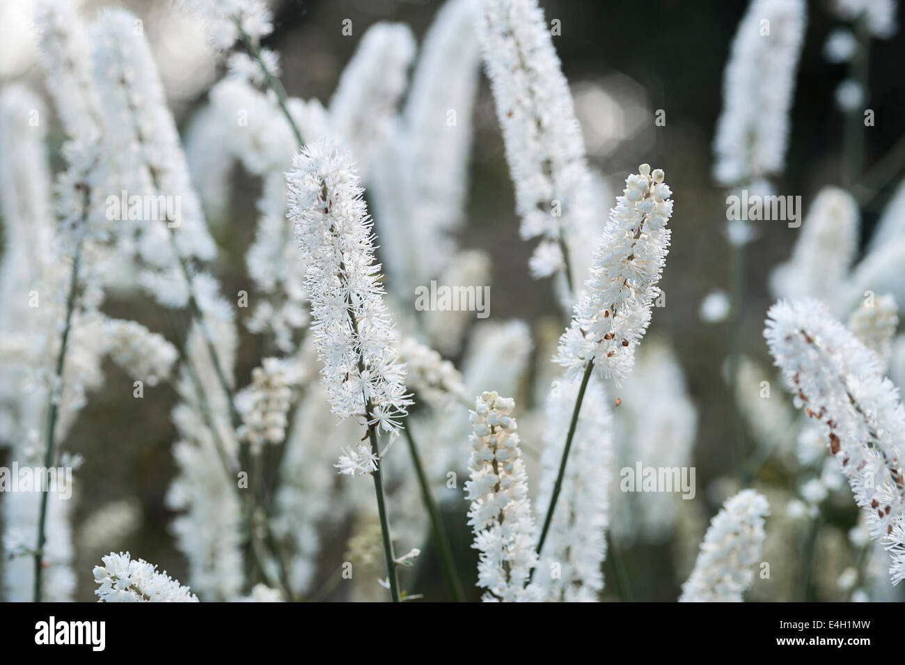 Black Cohosh, Cimifuga racemosa Stock Photo - Alamy