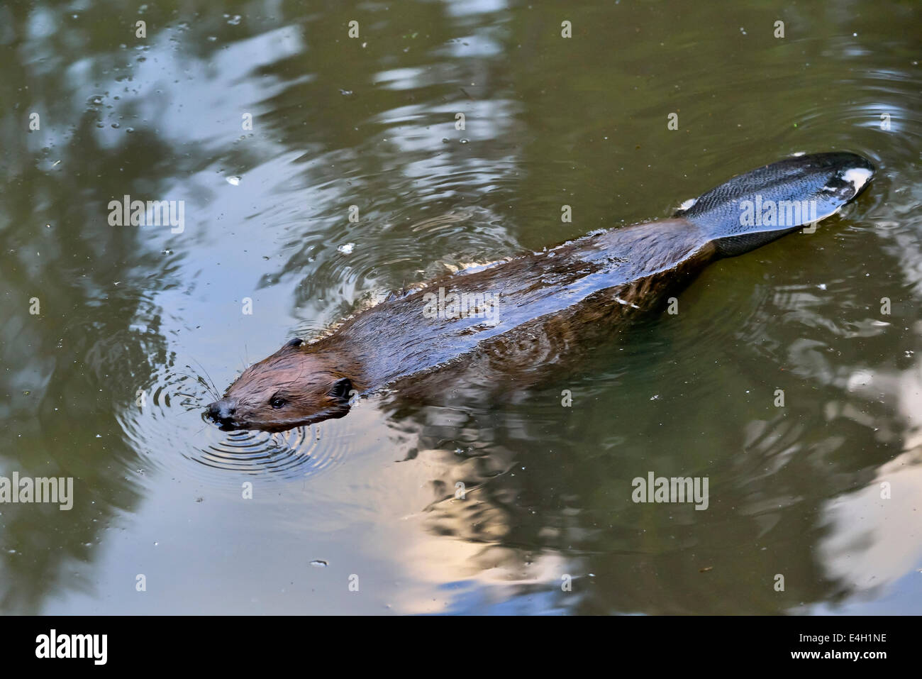 Germany, Bayerischer Wald NP, Beaver, Castor canadensis Stock Photo - Alamy