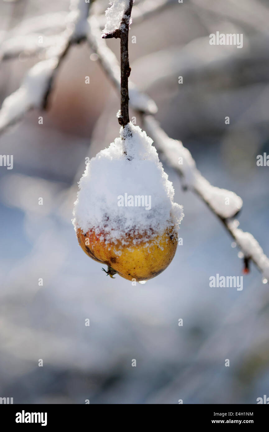 Apple, Malus domestica 'Fiesta' Stock Photo - Alamy
