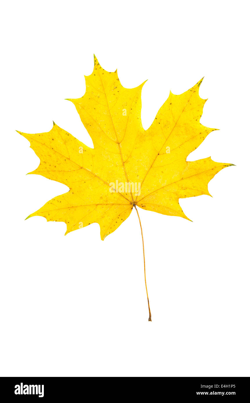 Canadian gold maple leaf one hi-res stock photography and images - Alamy