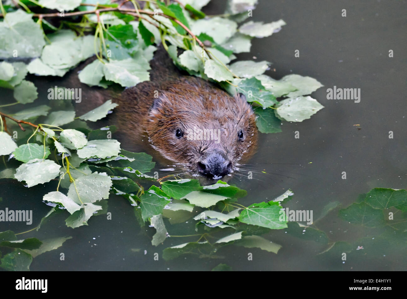 Germany, Bayerischer Wald NP, Beaver, Castor canadensis Stock Photo - Alamy