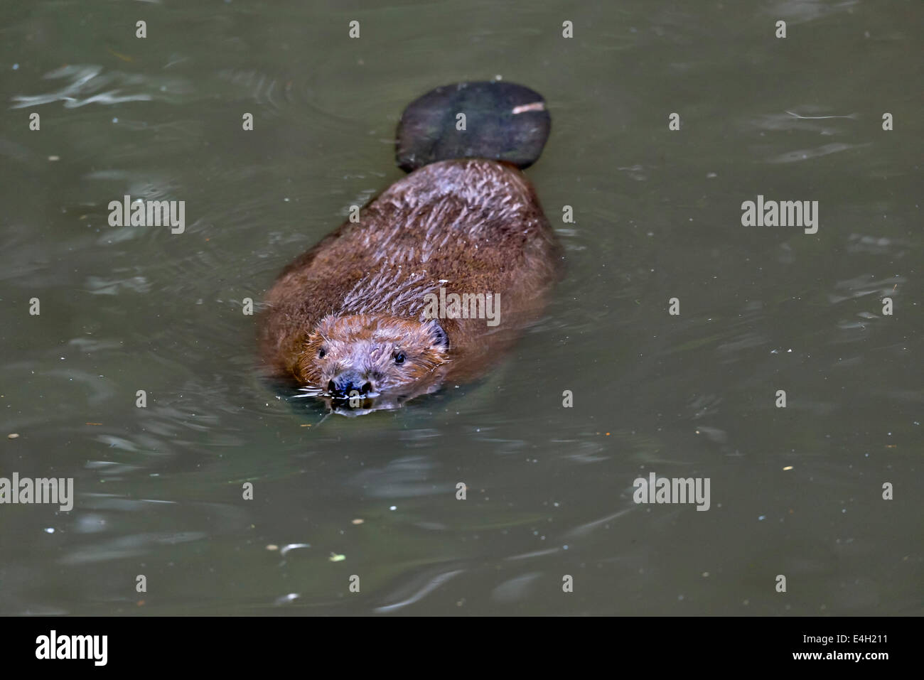 Germany, Bayerischer Wald NP, Beaver, Castor canadensis Stock Photo - Alamy
