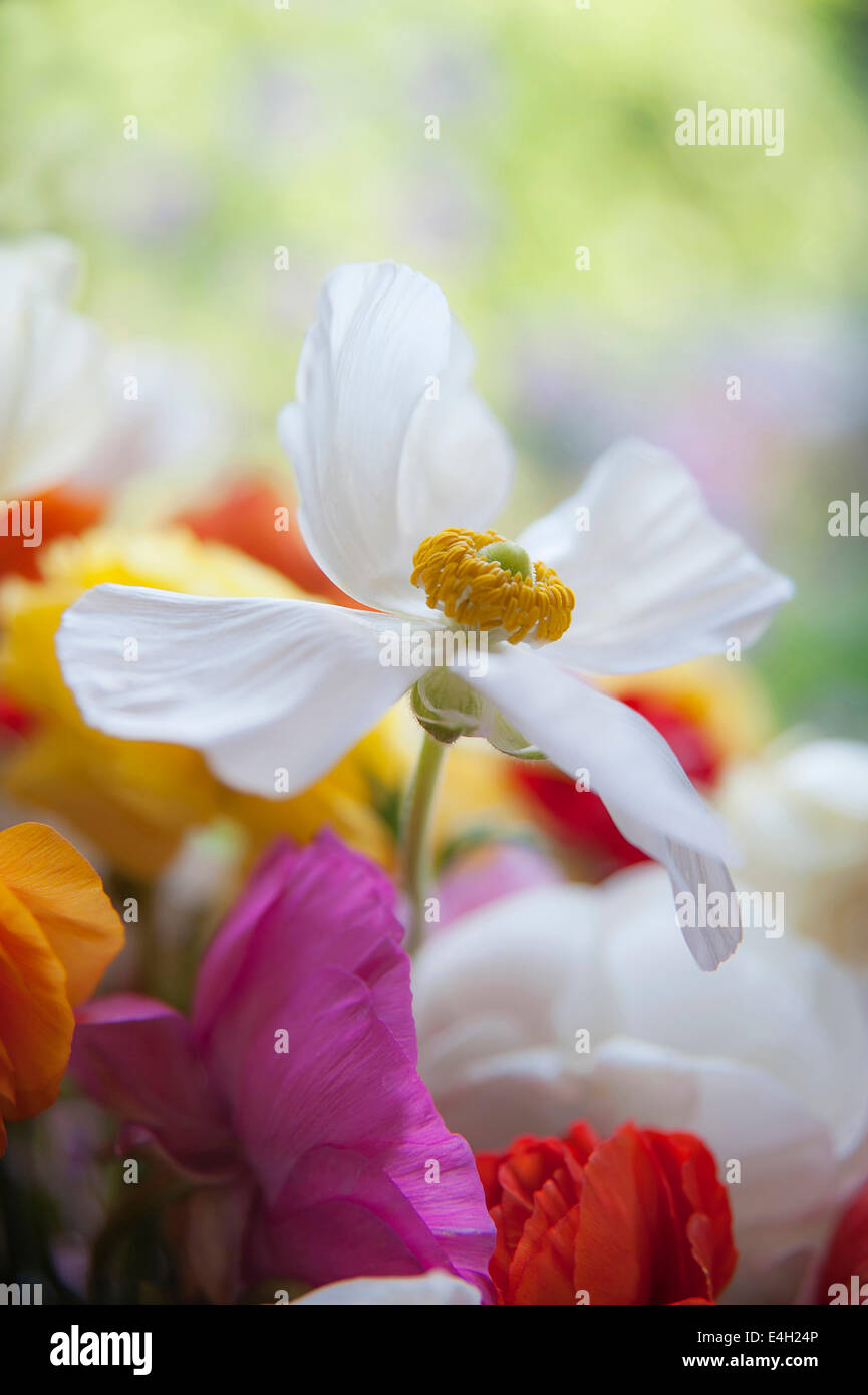 Ranunculus, Persian ranunculus, Ranunculus asiaticus cultivar Stock ...