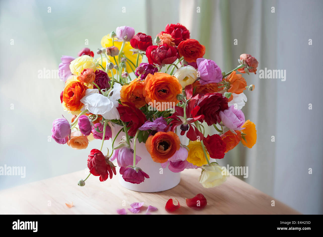 Ranunculus, Persian ranunculus, Ranunculus asiaticus cultivar Stock ...