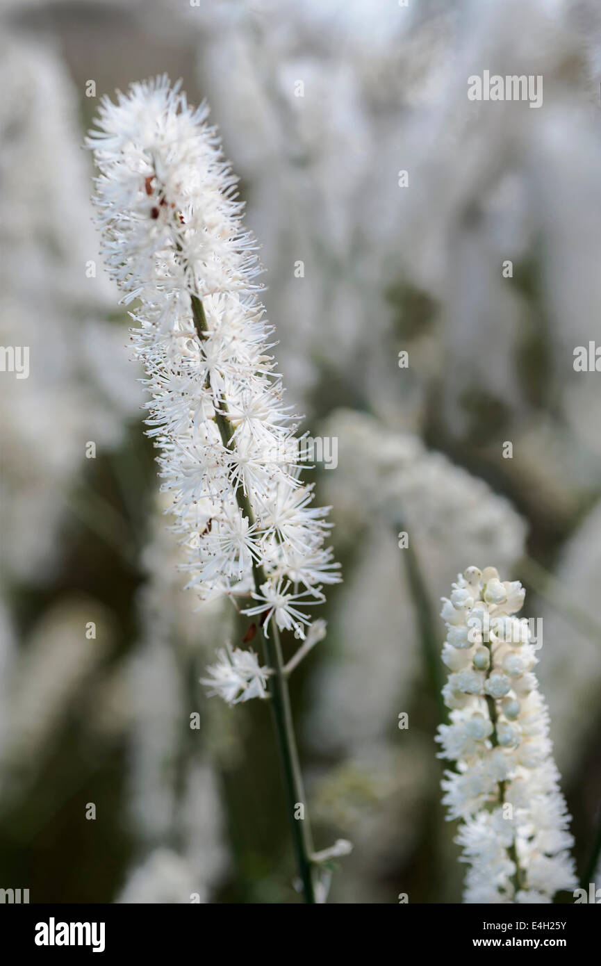 Black Cohosh, Cimifuga racemosa Stock Photo - Alamy