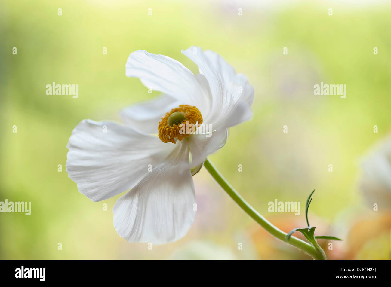 Ranunculus, Persian ranunculus, Ranunculus asiaticus cultivar Stock ...