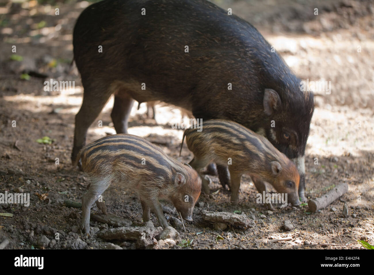 Visayan Warty Pigs or Hogs (Sus cebifrons). Sow and month old piglets ...