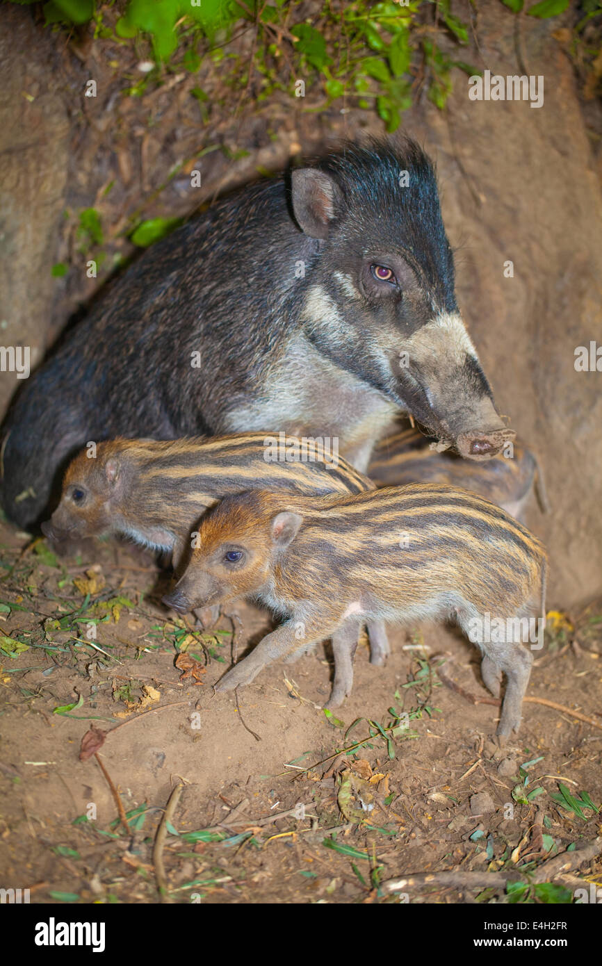 Visayan Warty Pigs or Hogs (Sus cebifrons). Sow and piglets Stock Photo ...