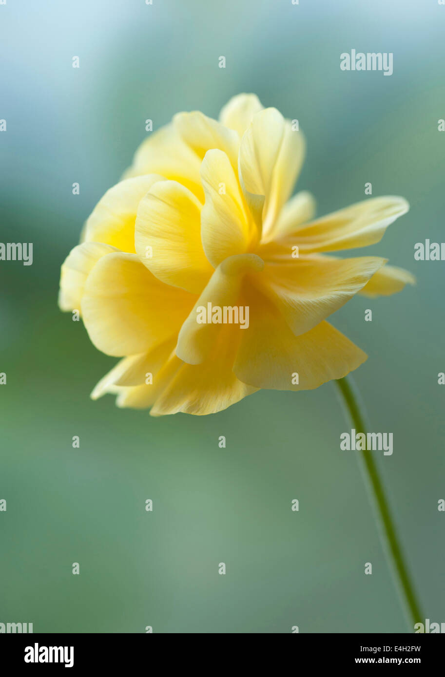 Ranunculus asiaticus cultivar hi-res stock photography and images - Alamy