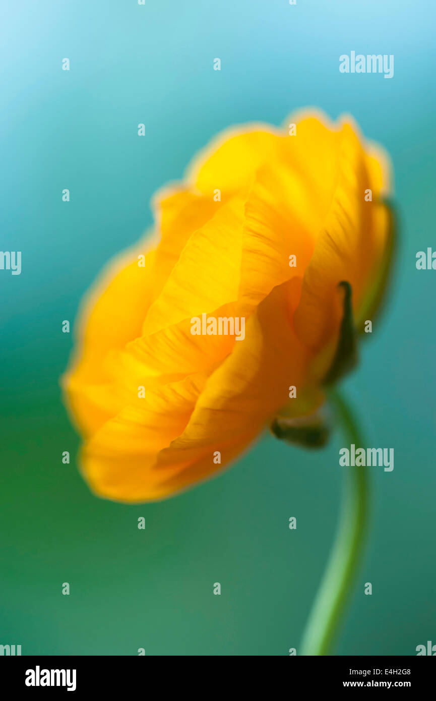 Ranunculus, Persian ranunculus, Ranunculus asiaticus cultivar Stock ...