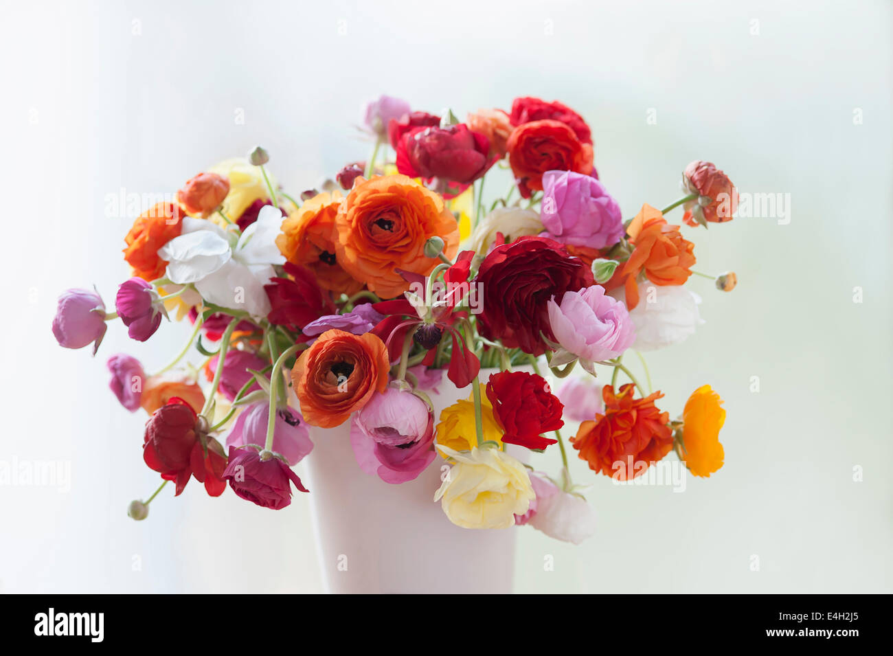 Ranunculus, Persian ranunculus, Ranunculus asiaticus cultivar Stock ...