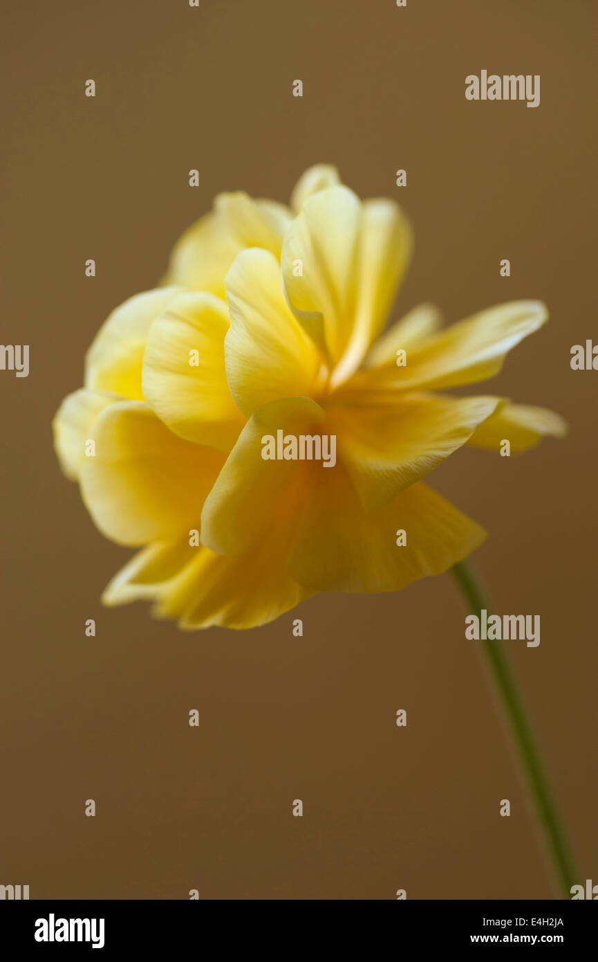 Ranunculus, Persian ranunculus, Ranunculus asiaticus cultivar Stock ...