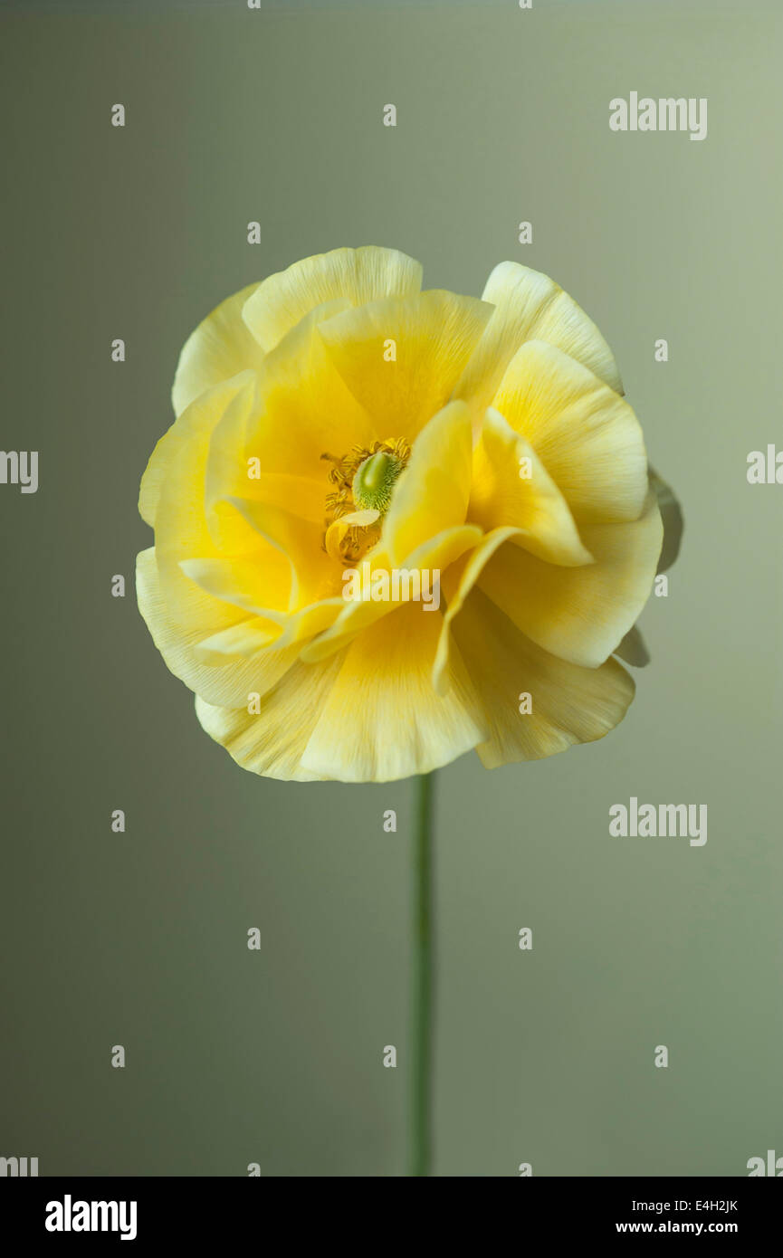 Ranunculus, Persian ranunculus, Ranunculus asiaticus cultivar Stock ...