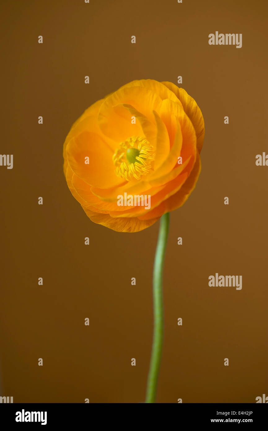 Ranunculus, Persian ranunculus, Ranunculus asiaticus cultivar Stock ...