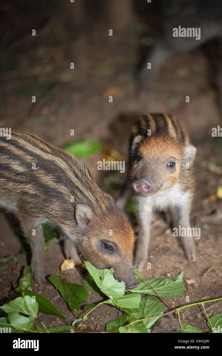 Visayan Warty Pigs or Hogs (Sus cebifrons). One month old Piglets ...