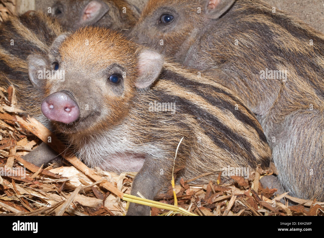 Visayan Warty Pigs or Hogs (Sus cebifrons). One month old Piglets ...