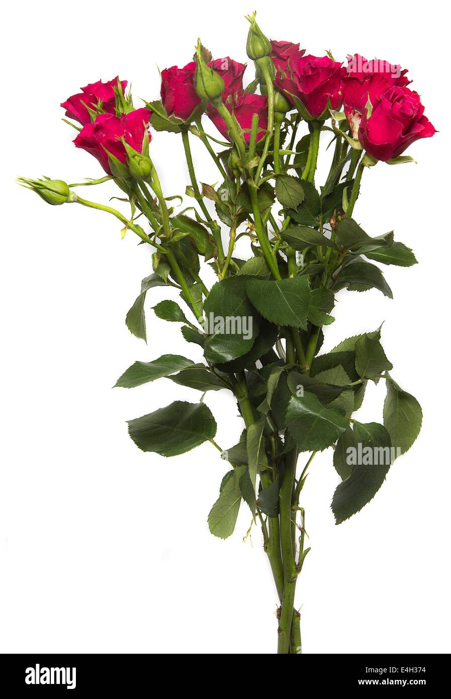Roses Strauss High Resolution Stock Photography and Images - Alamy