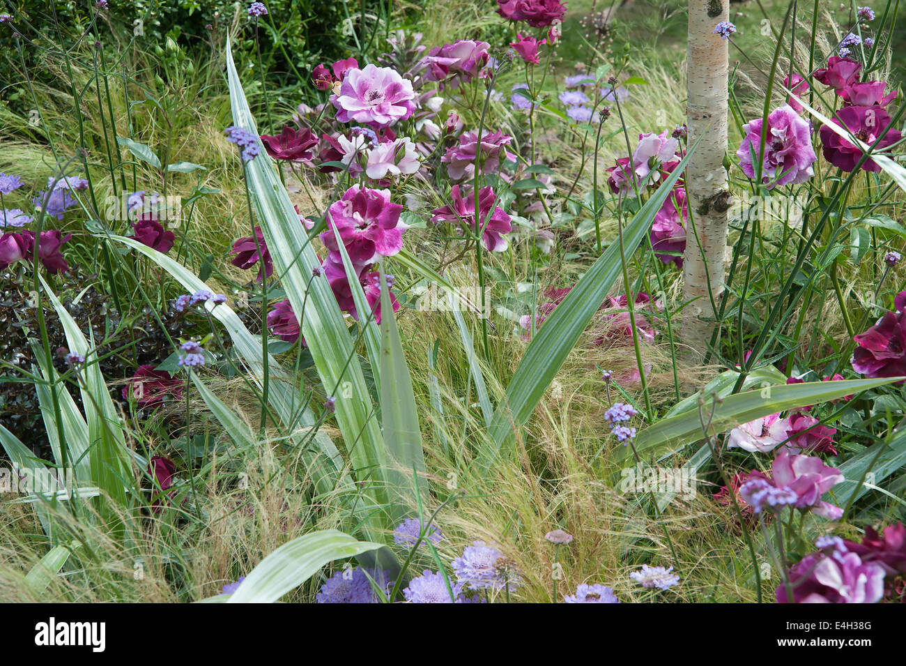Rose, Rosa 'Burgundy and Ice' Stock Photo - Alamy