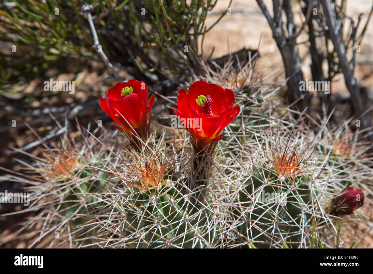 Moab, Utah - Hedgehog cactus (Echinocereus) in bloom in Canyonlands ...