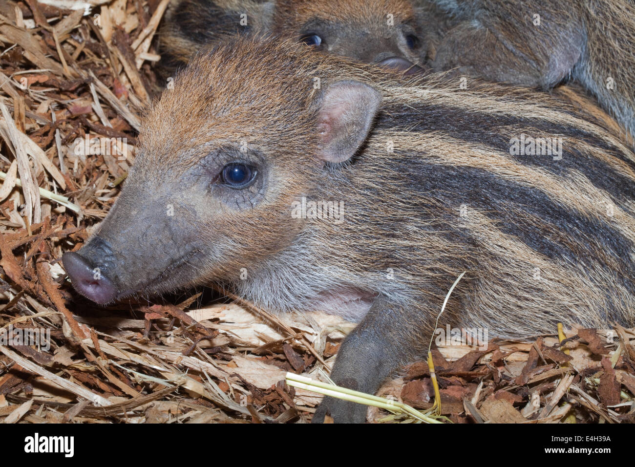 Visayan Warty Piglets (Sus cebifrons). One month old Stock Photo - Alamy