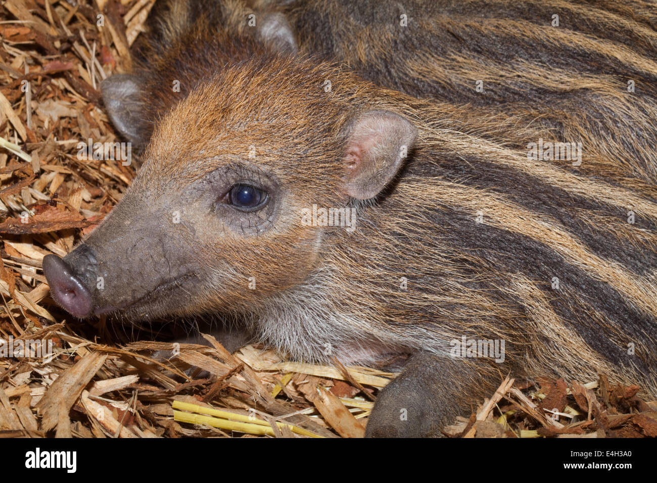 Visayan Warty Pigs or Hogs (Sus cebifrons). One month old Piglet ...