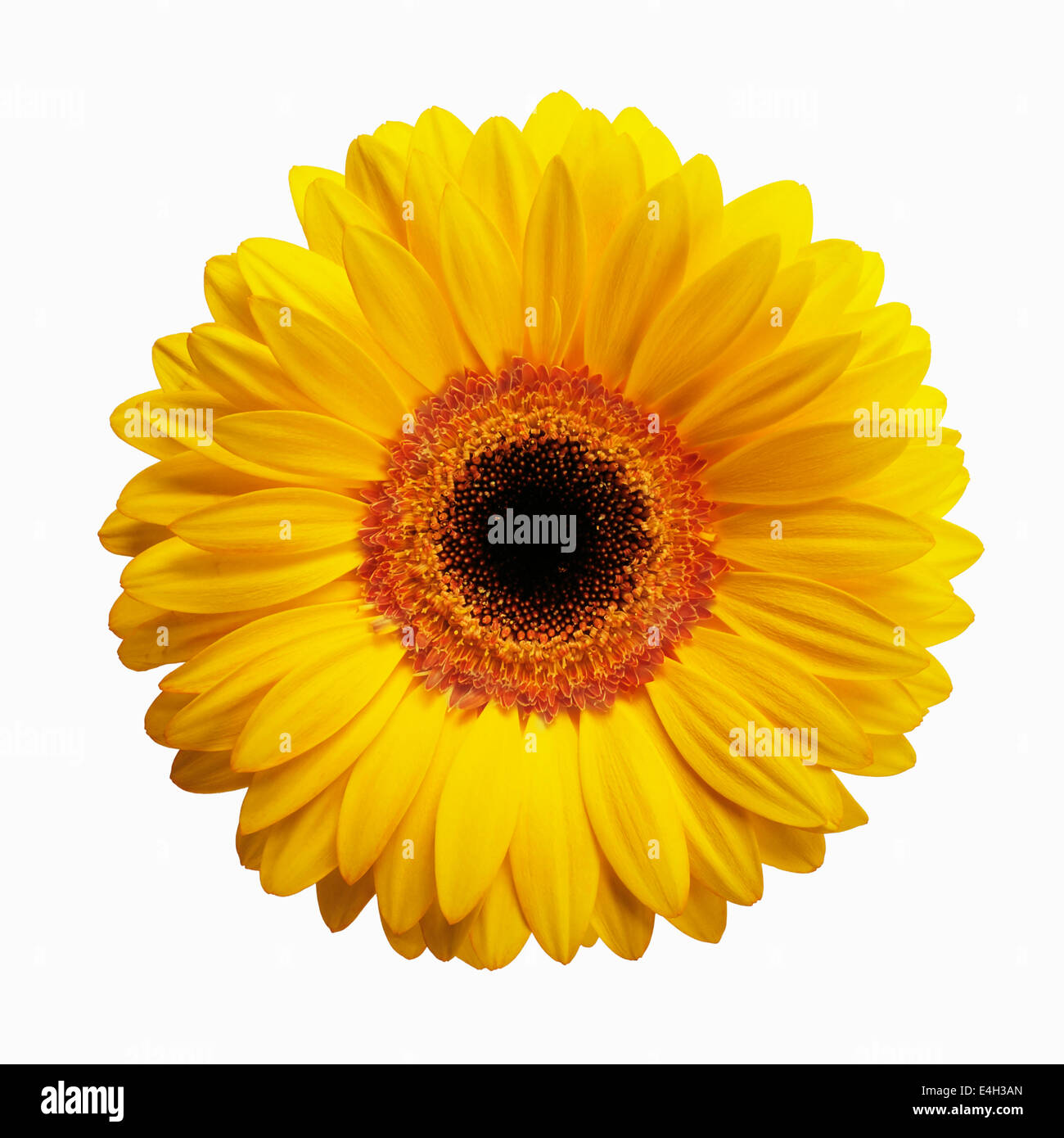 Gerbera, Barberton daisy, Gerbera jamesonii cultivar Stock Photo - Alamy