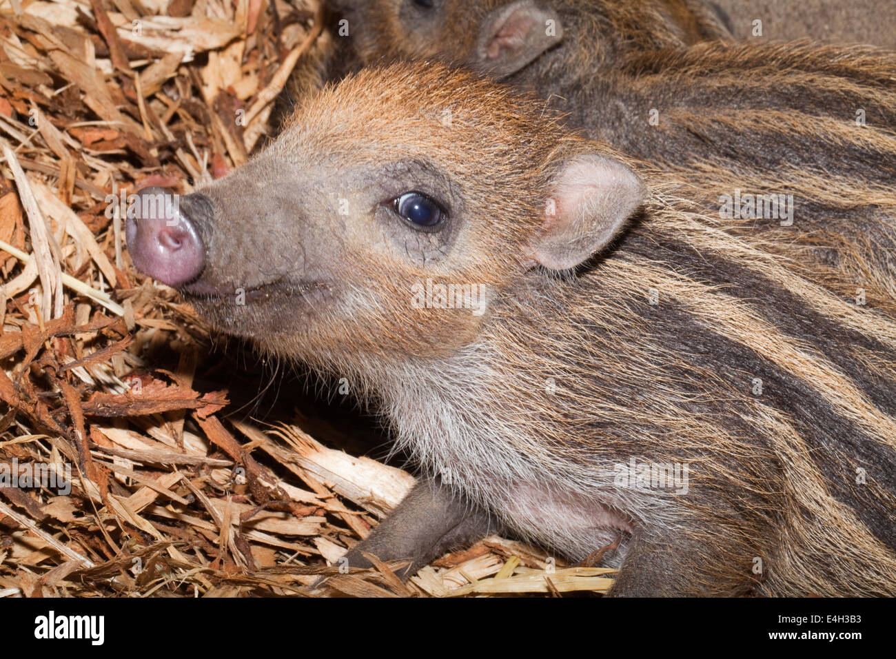 Visayan Warty Pigs or Hogs (Sus cebifrons). One month old Piglets ...