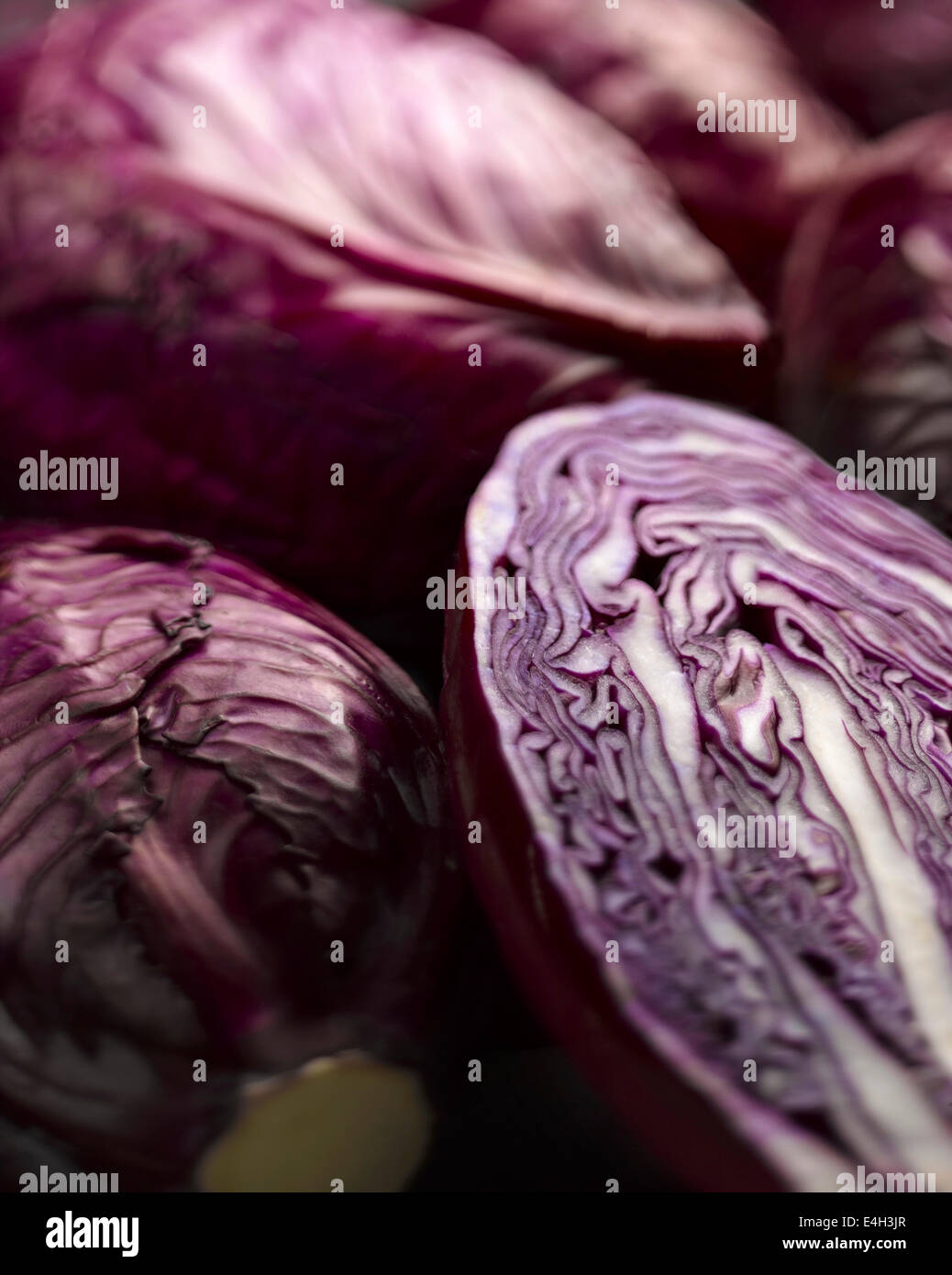 Cabbage, Red cabbage, Brassica oleracea capitata Stock Photo - Alamy