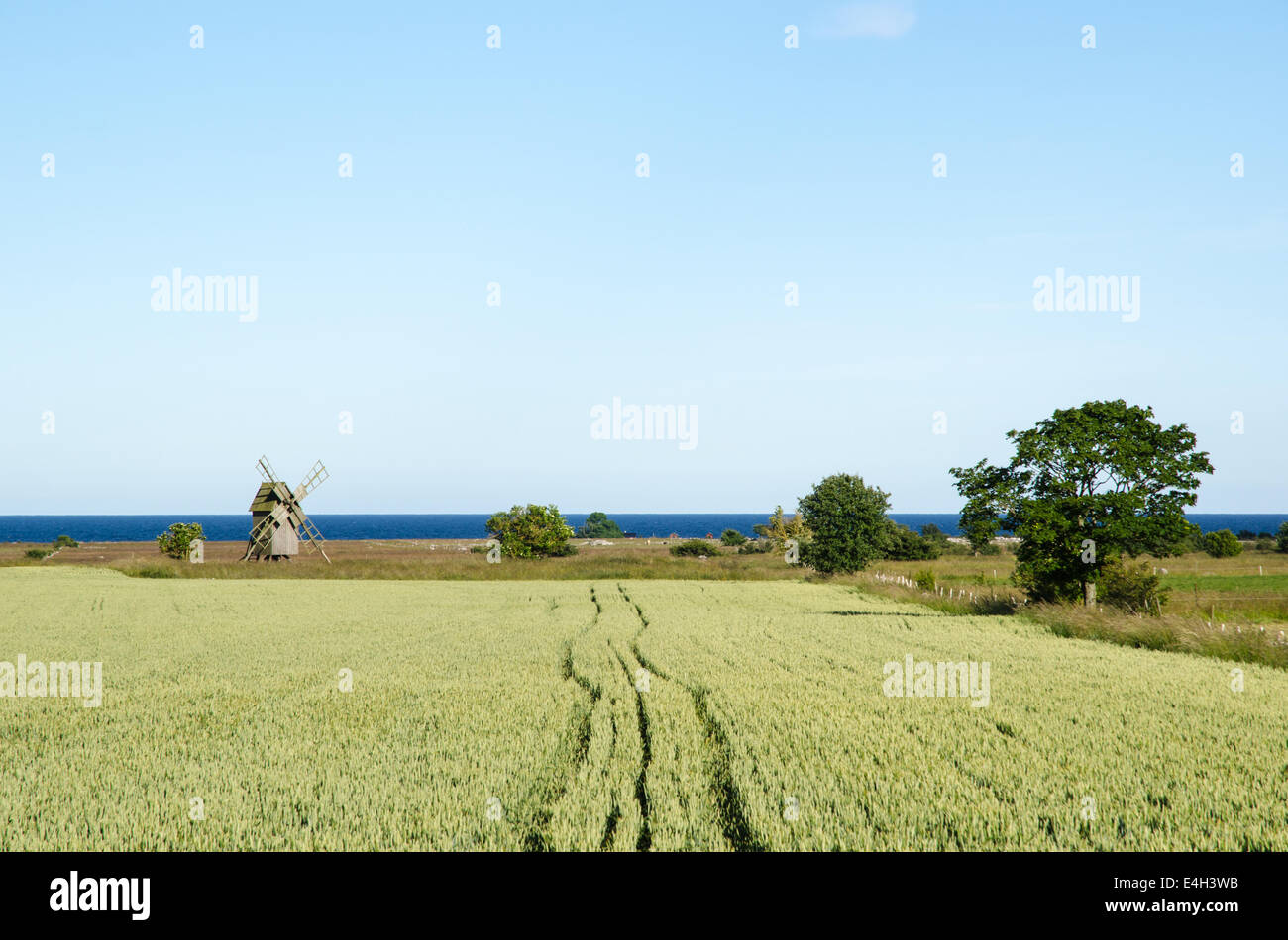 Rural landscape with windmill and corn field at the coast of Baltic Sea ...