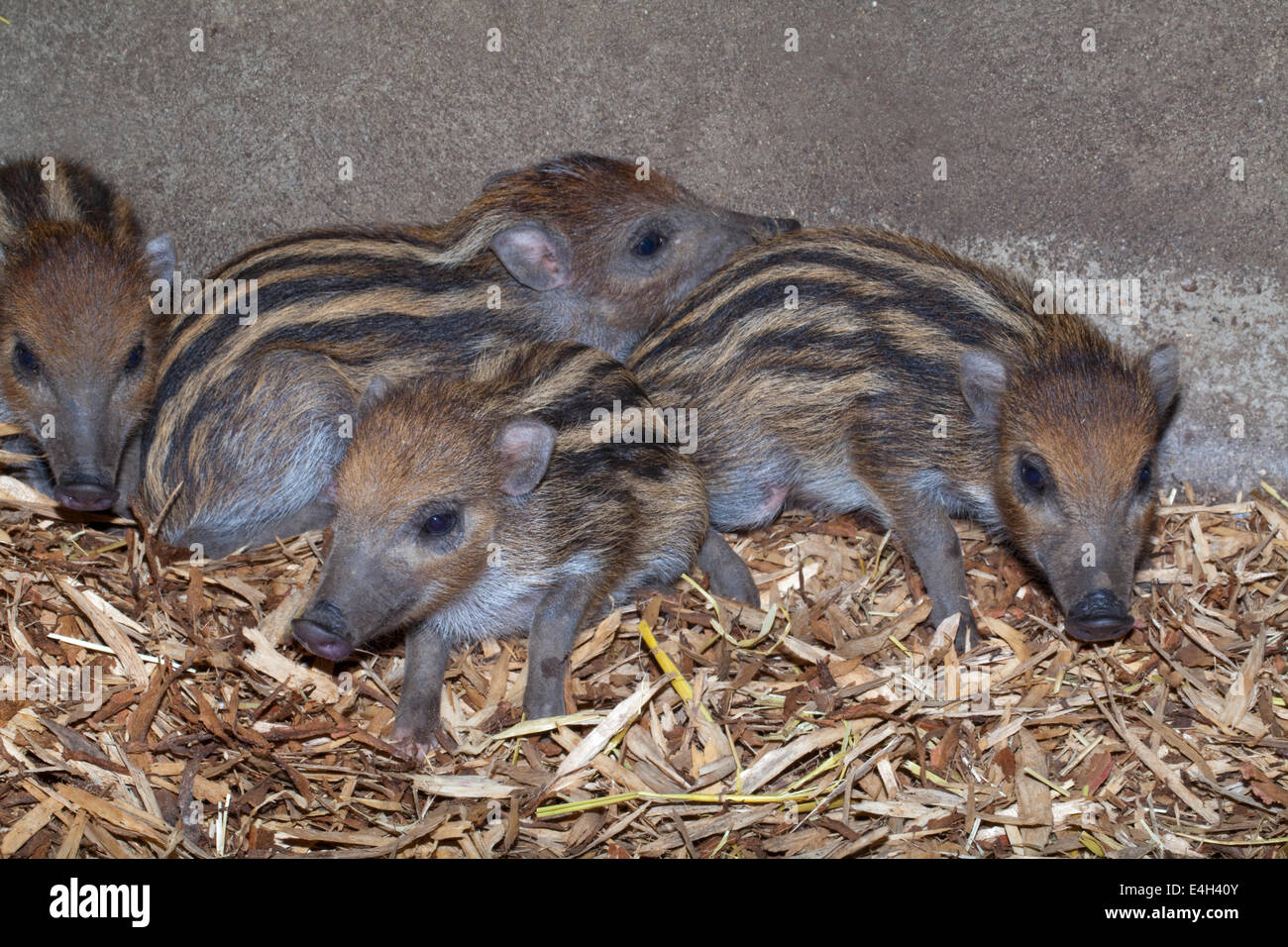 Visayan Warty Piglets (Sus cebifrons). One month old siblings Stock ...