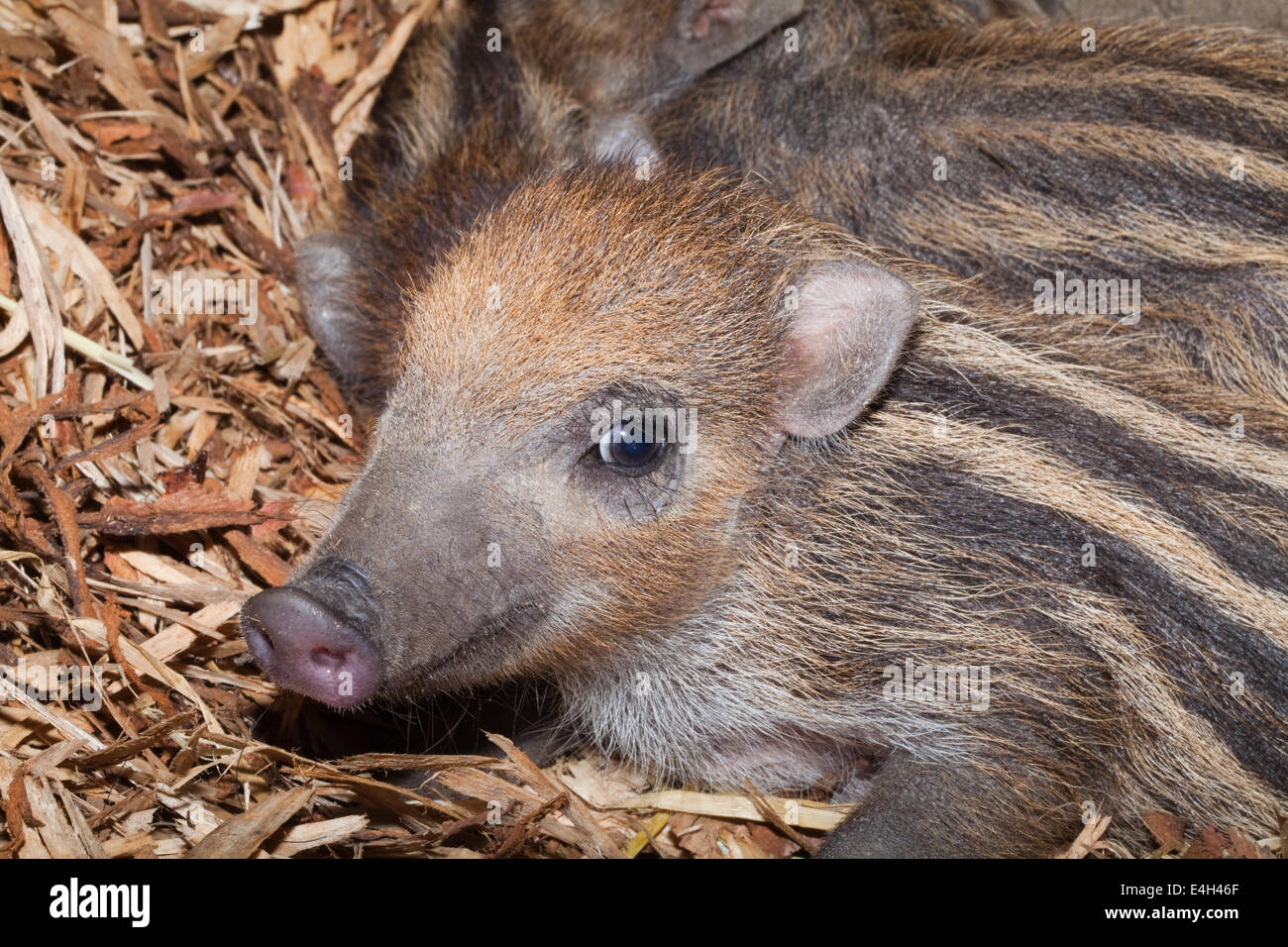 Visayan Warty Piglets (Sus cebifrons). One month old Stock Photo - Alamy
