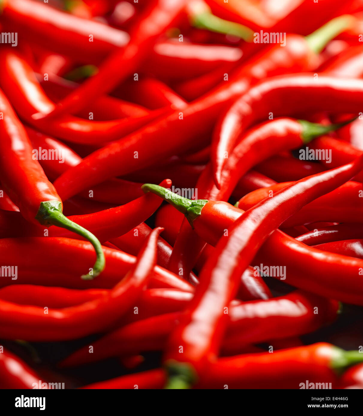 Chilli, Jalapeno chilli, Capsicum annuum Stock Photo - Alamy